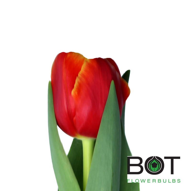 Tansu Ciller – Bot Flowerbulbs