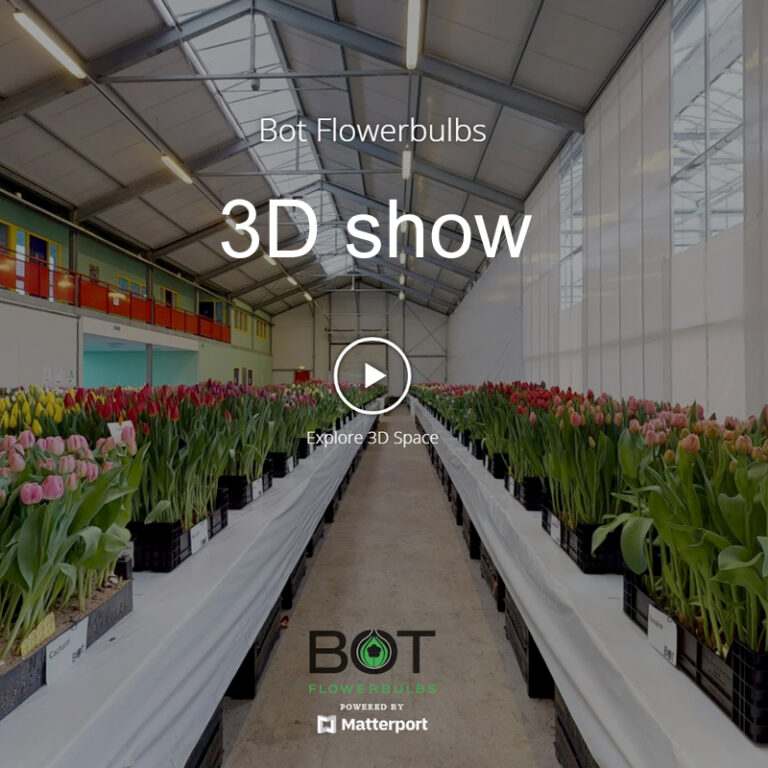 Bot Flowerbulbs – Flowerbulbs for the professional flowergrower