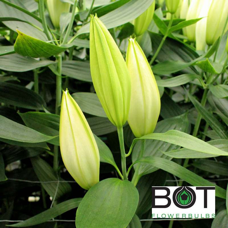 White Lantern – Bot Flowerbulbs